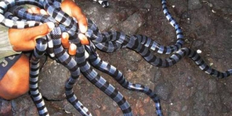 Misteri Pulau Ular Bima
